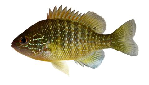 Fishing for Dollar sunfish → Explore Catches, Top Baits & More!