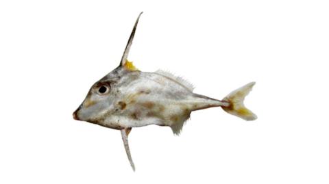 Fishing for Long-tail tripodfish: Fish Species – FishAngler.com