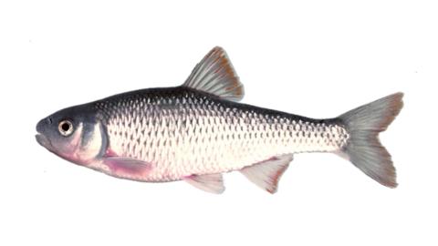 Fishing for White shiner: Fish Species – FishAngler.com
