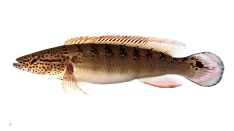 Fishing for Lenticulated jacunda → Explore Catches, Top Baits & More!