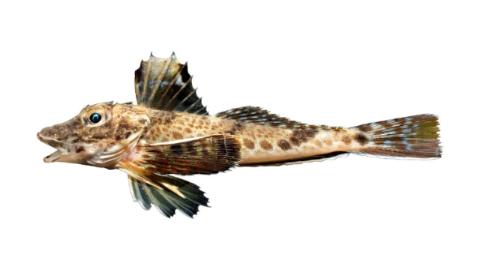 Fishing for Leopard searobin: Fish Species – FishAngler.com