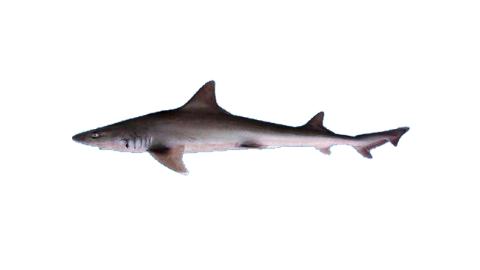 Fishing for Sicklefin smooth-hound: Fish Species – FishAngler.com