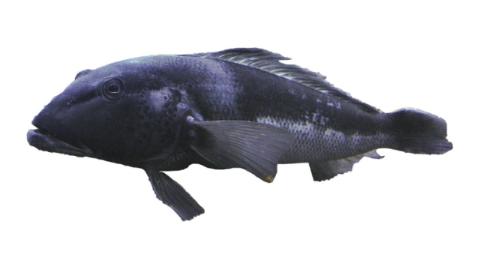 Fishing for New Zealand blue cod: Fish Species – FishAngler.com
