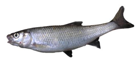 Fishing for Common dace → Explore Catches, Top Baits & More!