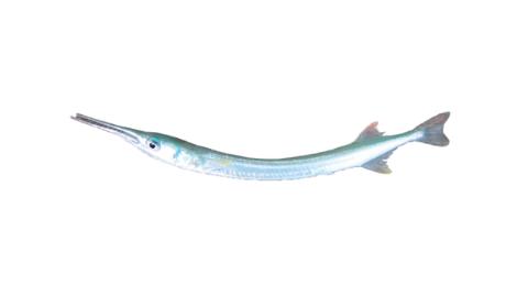 Fishing for Redfin needlefish → Explore Catches, Top Baits & More!