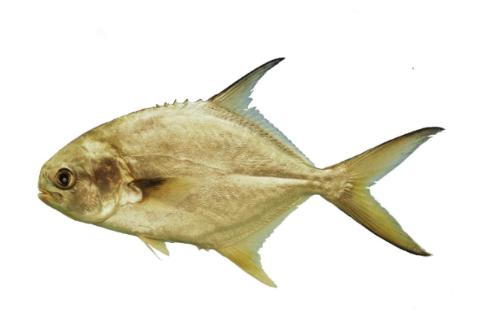 Fishing for Permit → Explore Catches, Top Baits & More!