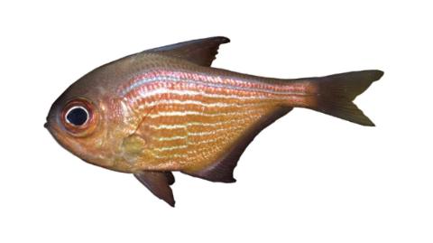 Fishing for Bigscale bullseye → Explore Catches, Top Baits & More!