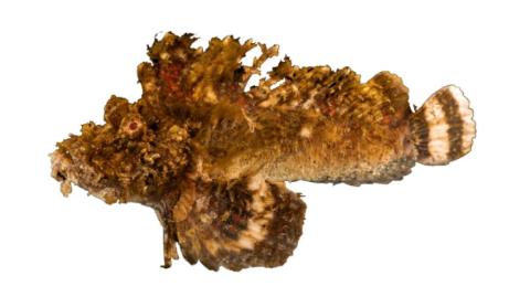 Fishing for Spotted ghoul: Fish Species – FishAngler.com