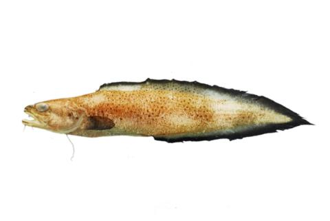 Fishing for Bearded brotula → Explore Catches, Top Baits & More!