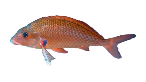 Fishing for Natal fingerfin → Explore Catches, Top Baits & More!