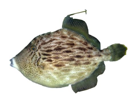 Fishing for Threadsail filefish → Explore Catches, Top Baits & More!