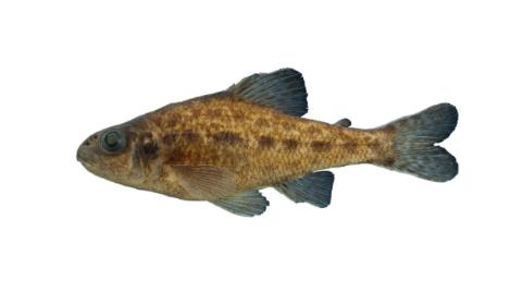 Fishing for Sand roller → Explore Catches, Top Baits & More!