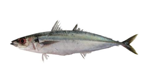 Fishing for Mackerel scad → Explore Catches, Top Baits & More!