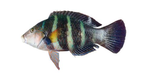 Fishing for Red Sea Barred Thicklip → Explore Catches, Top Baits & More!