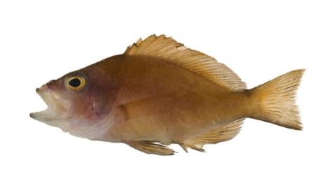 Fishing for Black hamlet: Fish Species – FishAngler.com