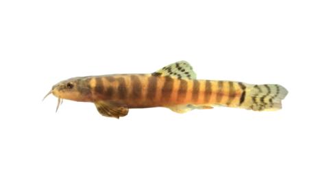 Fishing for Spotback loach → Explore Catches, Top Baits & More!