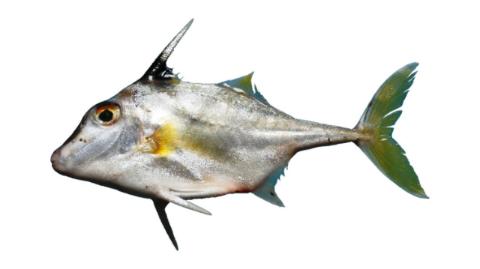 Fishing for Short-nosed tripodfish → Explore Catches, Top Baits & More!