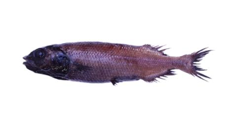 Fishing for Bigeye smooth-head → Explore Catches, Top Baits & More!