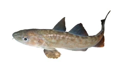 Fishing for Pacific tomcod: Fish Species – FishAngler.com