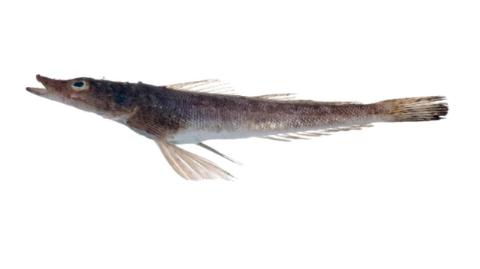 Fishing for Japanese flathead: Fish Species – FishAngler.com