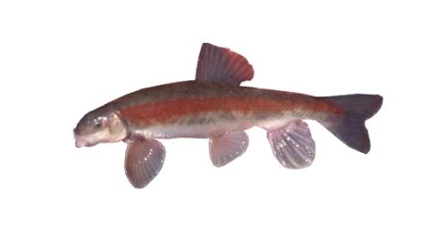 Fishing for Warner sucker → Explore Catches, Top Baits & More!