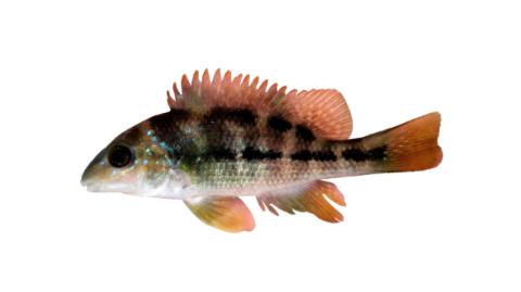 Fishing for Arroyo cichlid: Fish Species – FishAngler.com