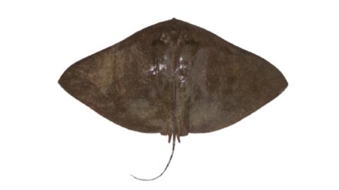 Fishing for Zonetail butterfly ray: Fish Species – FishAngler.com