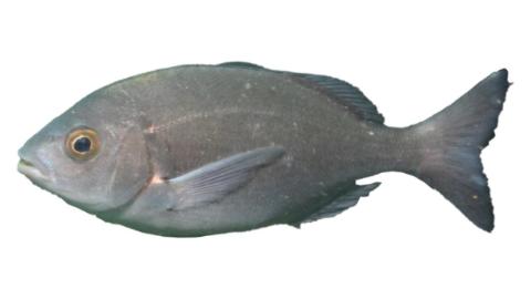 Fishing for Hottentot seabream: Fish Species – FishAngler.com