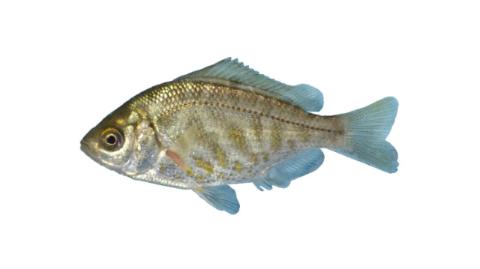 Fishing for Russian river tule perch → Explore Catches, Top Baits & More!