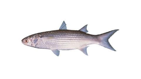 Fishing for Bluespot mullet: Fish Species – FishAngler.com