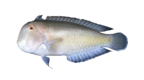 Fishing for Purple-spotted wrasse: Fish Species – FishAngler.com