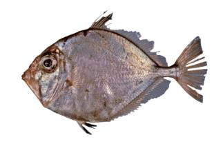 Fishing for New Zealand dory: Fish Species – FishAngler.com