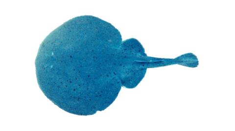 Fishing for Pacific electric ray: Fish Species – FishAngler.com