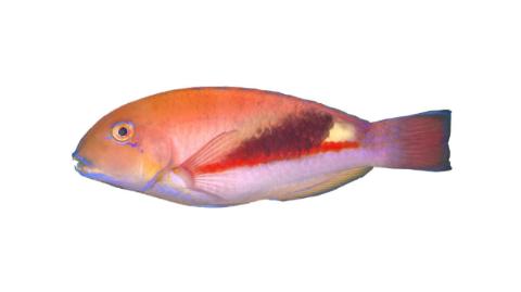 Fishing for Purple eyebrowed tuskfish: Fish Species – FishAngler.com