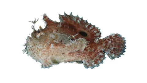 Fishing for Spotfin frogfish → Explore Catches, Top Baits & More!