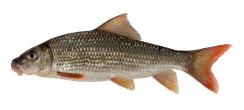 Fishing for River redhorse → Explore Catches, Top Baits & More!