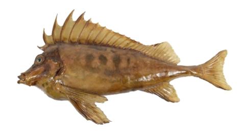 Fishing for Southern pigfish: Fish Species – FishAngler.com