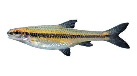 Fishing for Whitemouth shiner → Explore Catches, Top Baits & More!