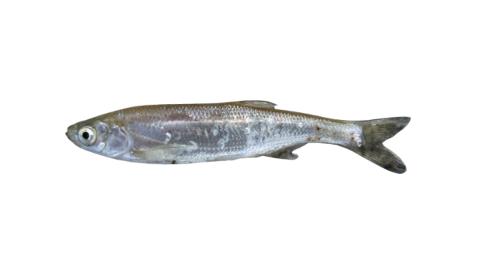 Fishing for Georgian shemaya → Explore Catches, Top Baits & More!