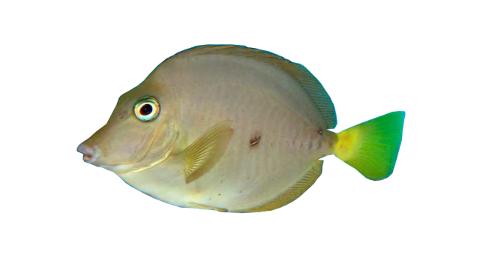 Fishing for Indonesian sawtail → Explore Catches, Top Baits & More!