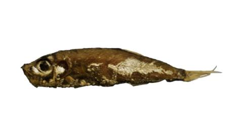 Fishing for Atlantic pearlside → Explore Catches, Top Baits & More!