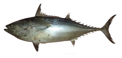 Fishing for Kawakawa → Explore Catches, Top Baits & More!