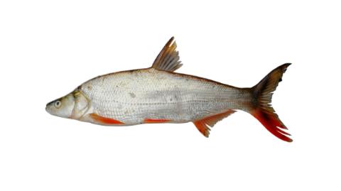 Fishing for Mongolian redfin → Explore Catches, Top Baits & More!