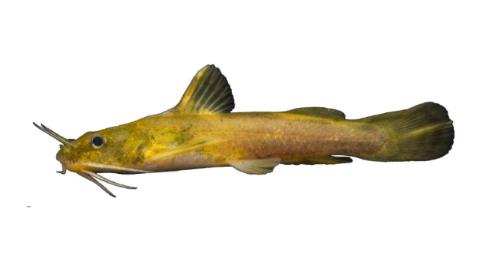 Fishing for Northern madtom → Explore Catches, Top Baits & More!