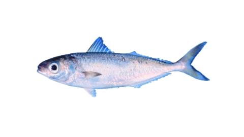 Fishing for Parin's ariomma: Fish Species – FishAngler.com