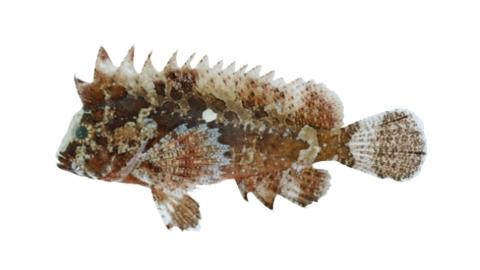 Fishing for Wasp roguefish: Fish Species – FishAngler.com