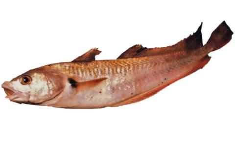 Fishing for Red codling → Explore Catches, Top Baits & More!