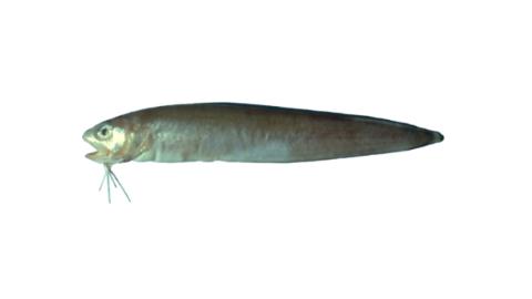 Fishing for Letter opener → Explore Catches, Top Baits & More!