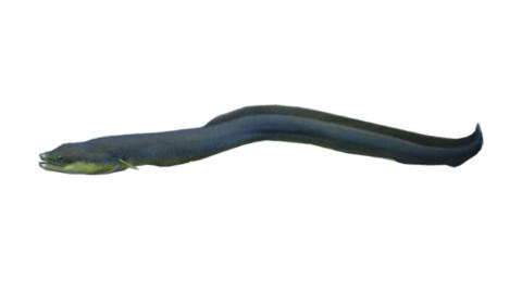 Fishing for Japanese eel: Fish Species – FishAngler.com