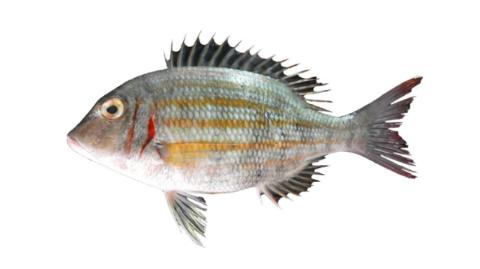 Fishing for Ornate emperor → Explore Catches, Top Baits & More!